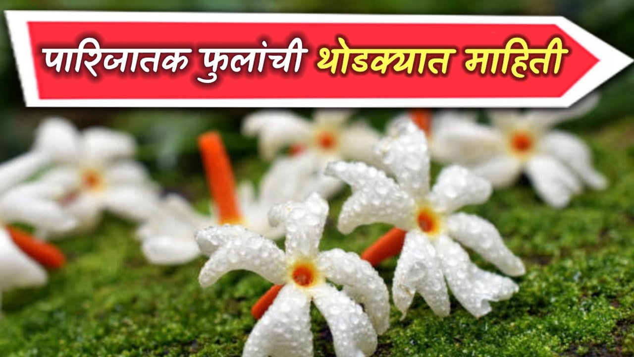 Parijata Flower Information In Marathi | Best Flower Site