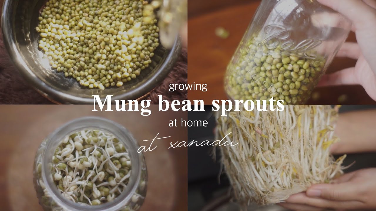 Growing mung bean sprouts at home using pots & jar ( harvesting in 3 ...