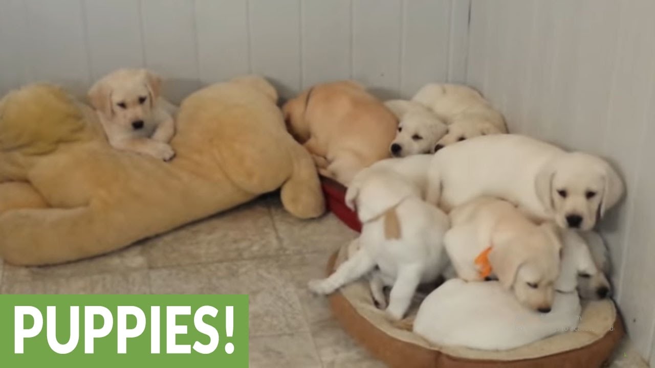 Puppies adorably find the perfect napping spot - YouTube