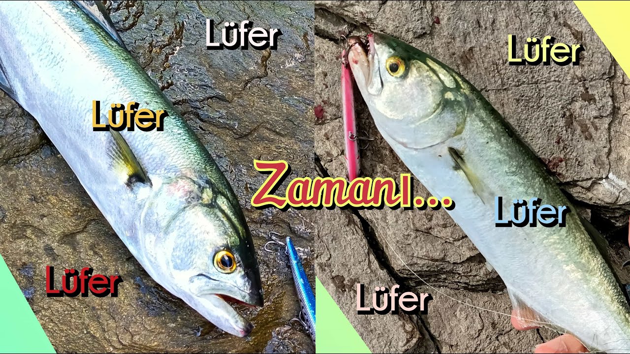 Lrf ile Lüfer zamanı... - YouTube