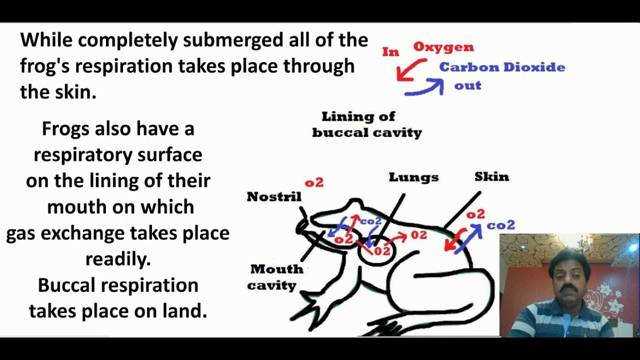 Gas Exchange in Frog (In Urdu) / Respiratory organs of Frog / First ...