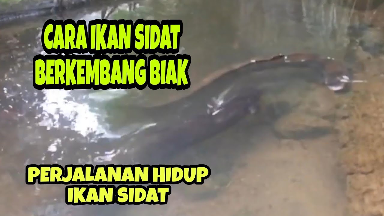 CARA IKAN SIDAT BERKEMBANG BIAK DAN PROSES PERJALANAN HIDUP NYA - YouTube
