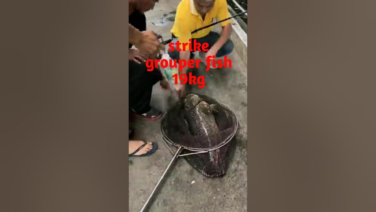 strike grouper fish 19kg#shorts - YouTube