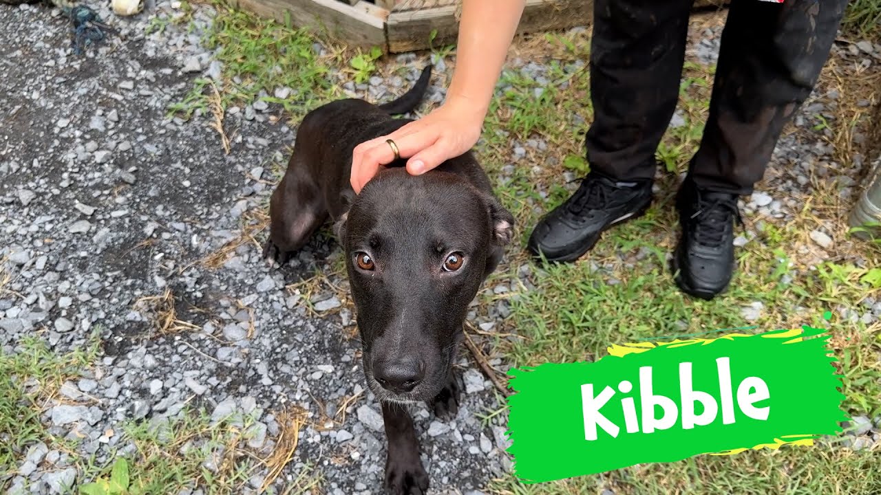 Pet of the Week: Kibble - YouTube