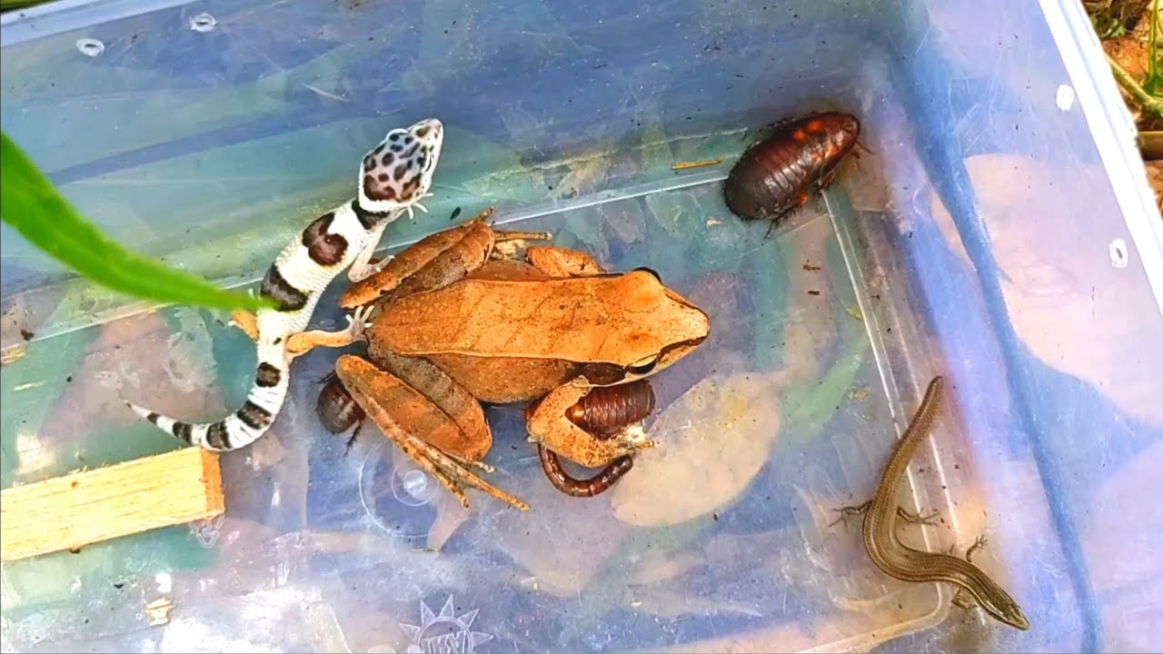 I found a rare frog🇺🇲Beware Its urine is poisonous. Leopard gecko ...
