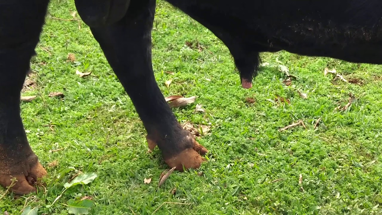 Hiperplasia interdigital em bovino (gabarro) - YouTube