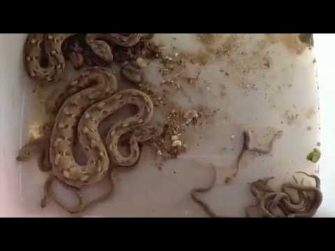 Saw Scaled viper giving live birth - YouTube