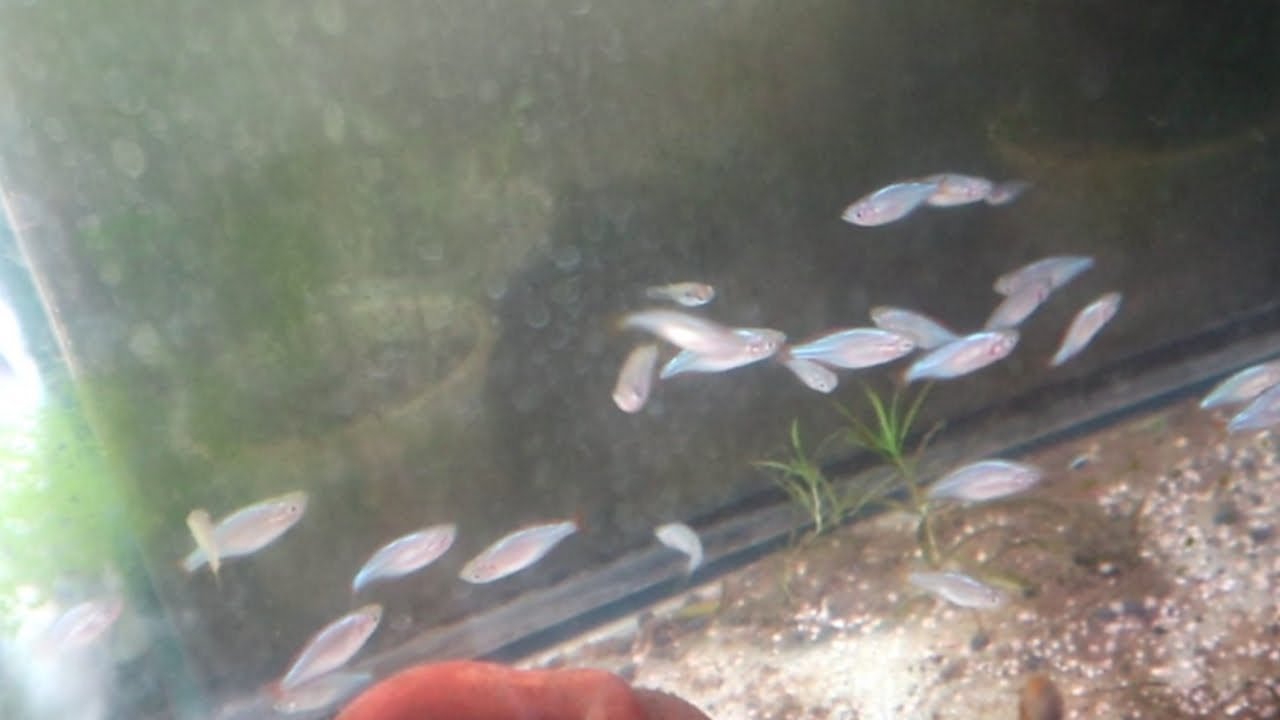 HOW TO GENDER CICHLID (BLUE KENYI) |BACKYARD UPDATE - YouTube