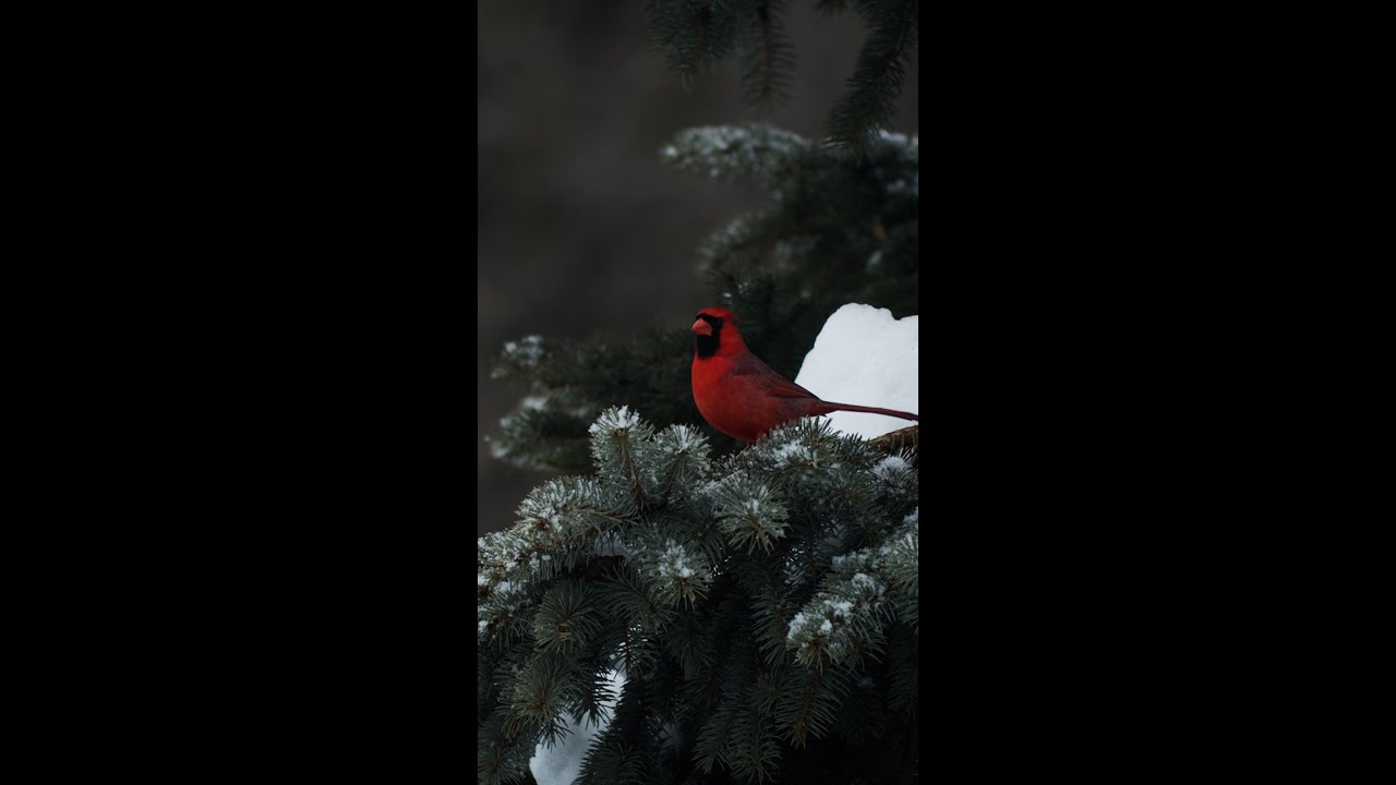 Cardinal Bird Screensavers Why Don't Cardinals Migrate?