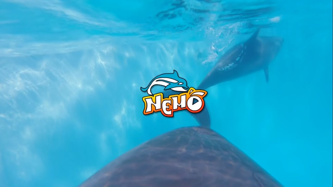 Dolphins GoPro Dolphinarium Nemo.Дельфинарий Немо - YouTube