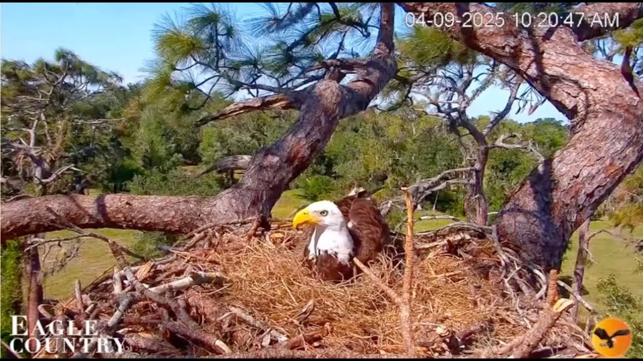 Skye Cozy In The Nest | Eagle Country Bald Eagles - YouTube