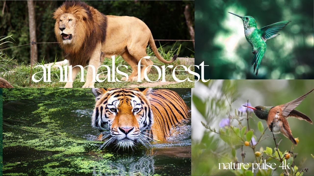 Amazon forest Animals in 8K Ultra HD Jungle Wildlife & Relaxing Nature ...