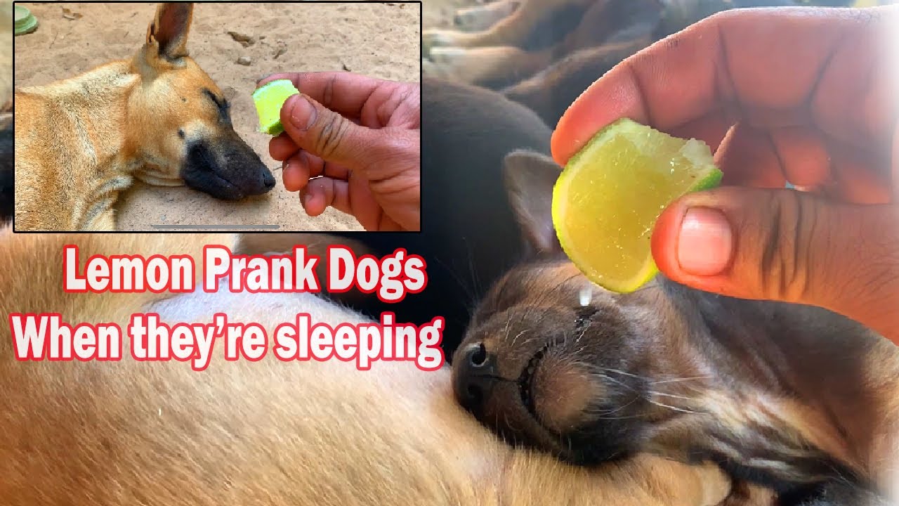 Lemon prank dogs when they are sleeping | Hul Chorhieng - YouTube