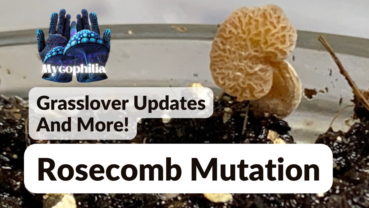 Rosecomb Mutation, Grasslover Updates, Casing Talk, and Bispo vs. Wet ...
