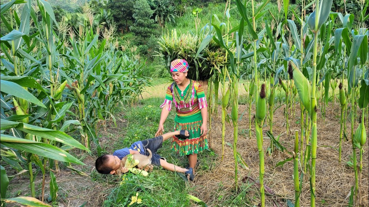 Take corn leaves for the buffalo to grill corn to eat with his son ...