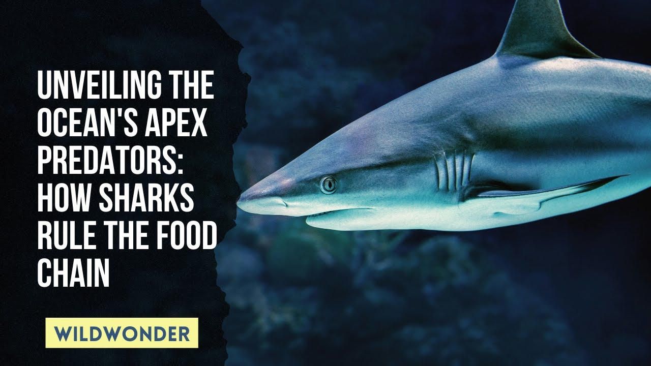 Unveiling the Ocean's Apex Predators: How Sharks Rule the Food Chain ...