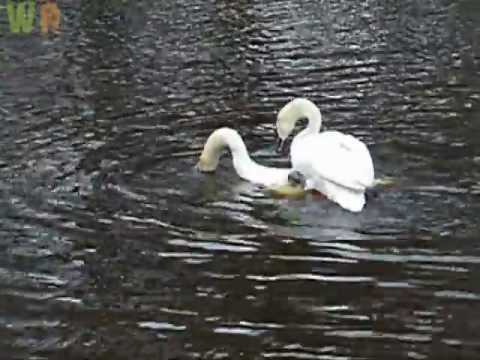 Mute Swans (Cygnus olor) Mating Ritual - YouTube