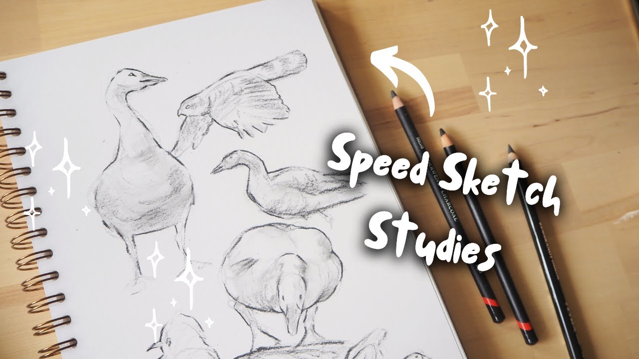 Speed Sketch Time! - Bird Studies in Charcoal - YouTube