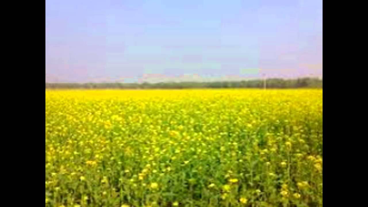 gram banglar sorisa khet - YouTube