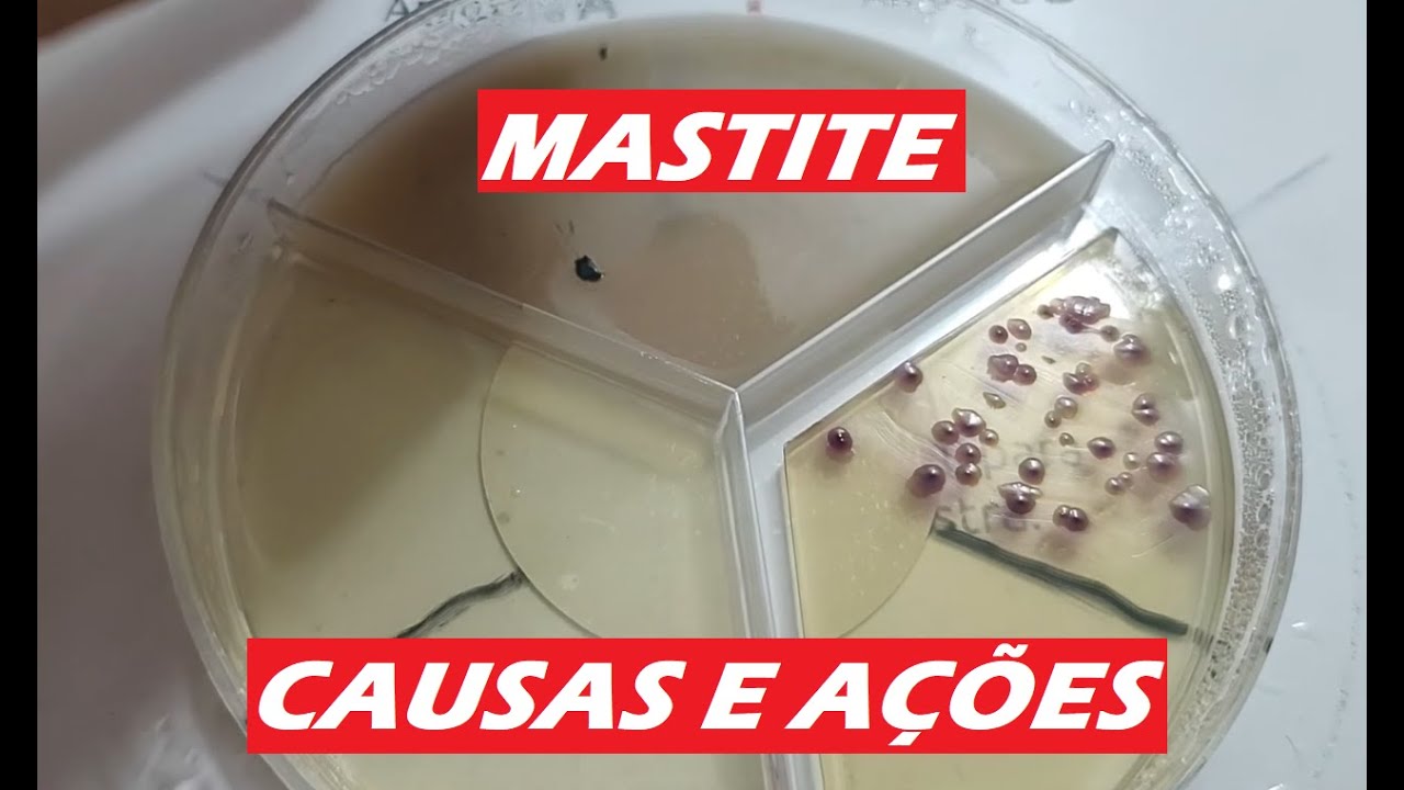 MASTITE - QUAIS AS CAUSAS E MANEIRAS DE IDENTIFICAR ESSE PROBLEMA EM ...