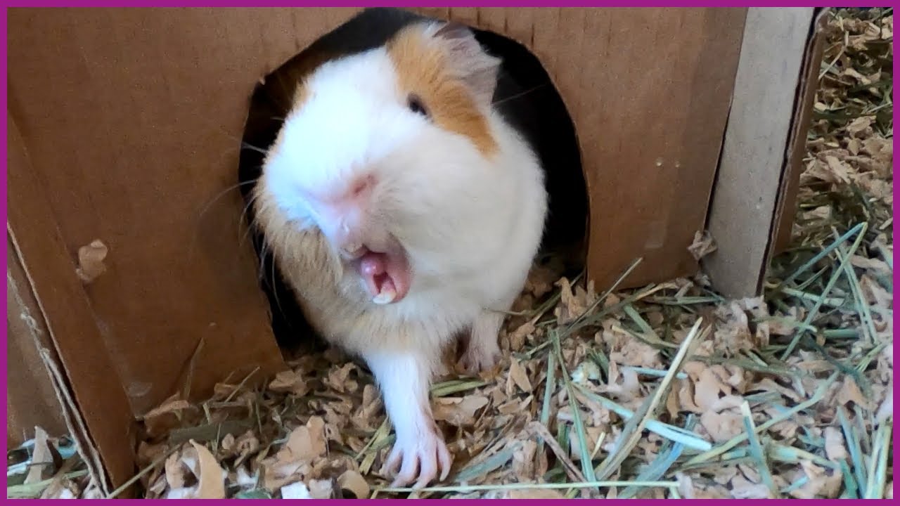 Goofy guinea pigs - YouTube