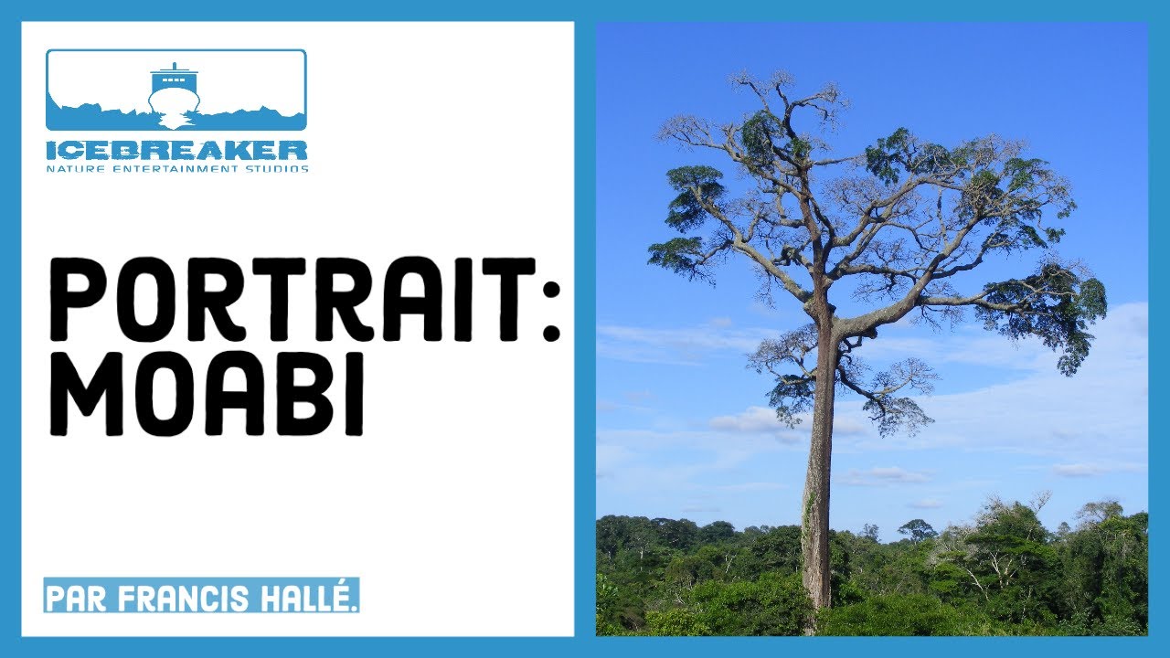 Portrait de plantes - Baillonella Toxisperma "Moabi", le plus grand ...