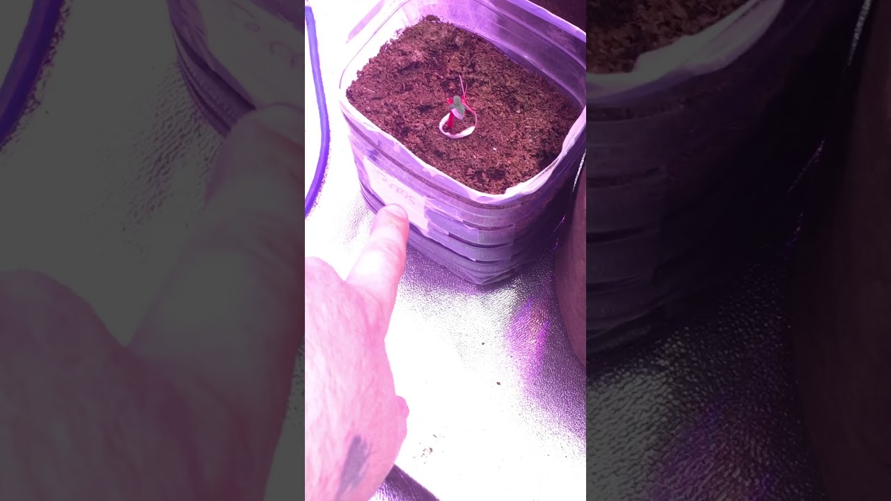 Autoflower Grow Week 2 - YouTube