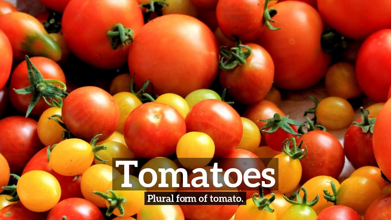 What are Tomatoes? | How Do Tomatoes Look? | How to Say Tomatoes in ...