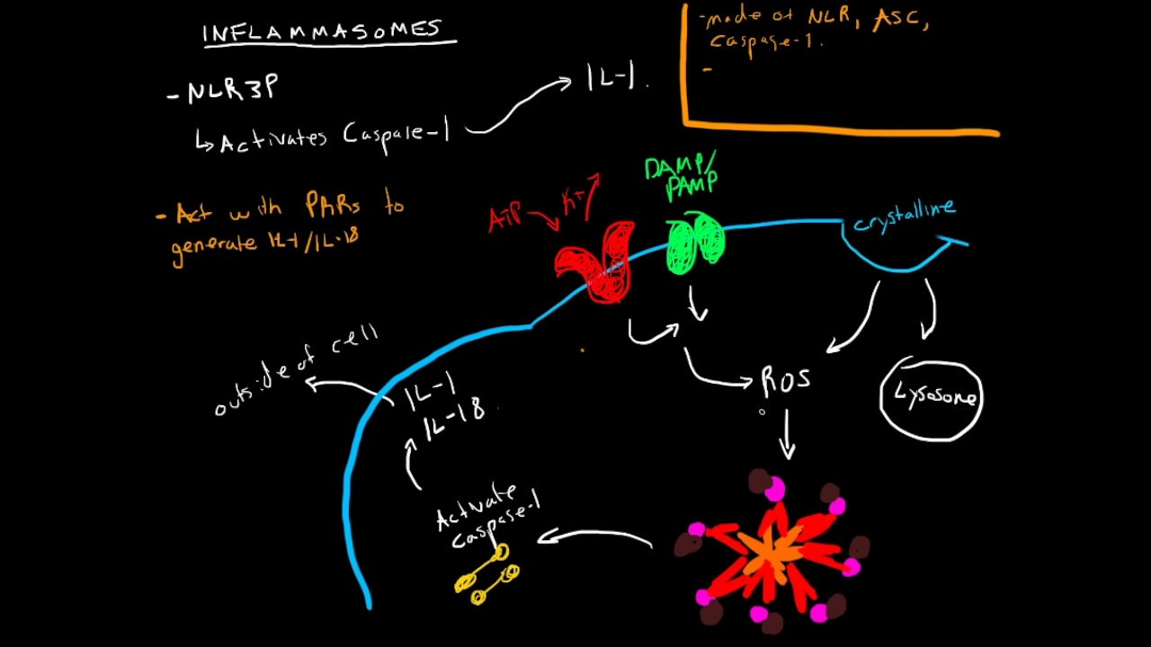 Immunology - What are Inflammasomes? - YouTube