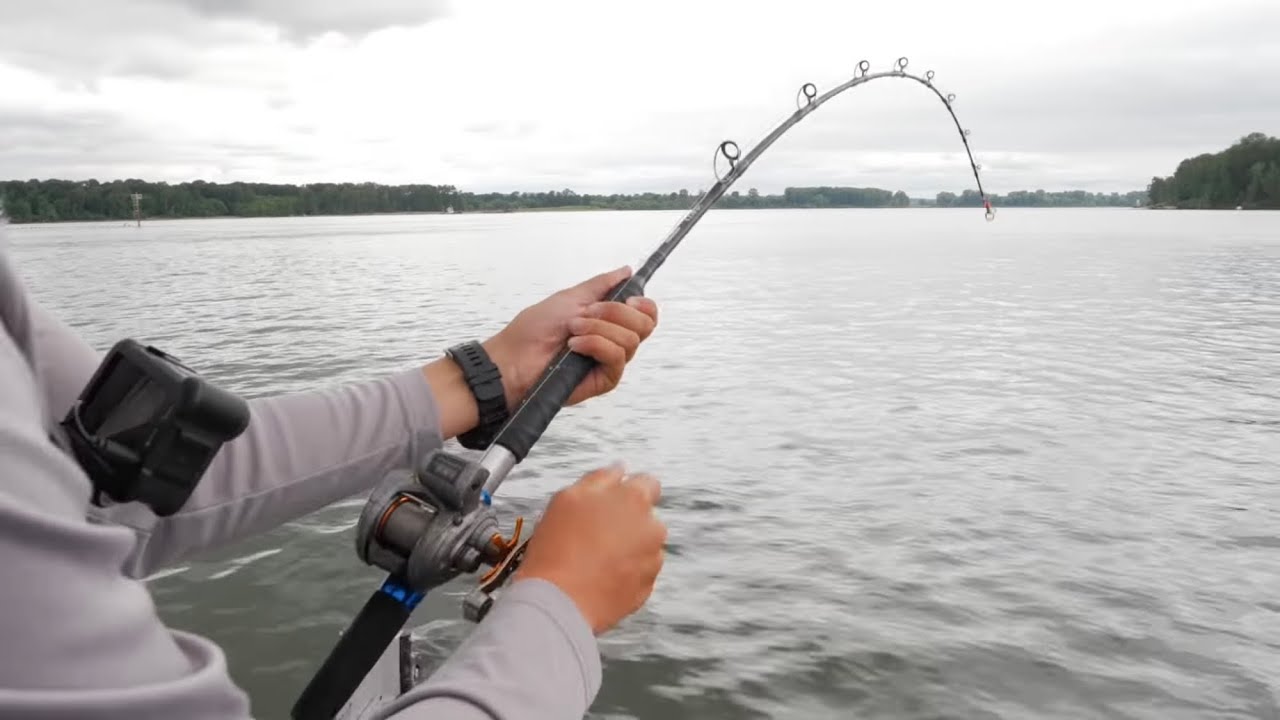 We Caught & Released A GIANT 8+ Foot White Sturgeon! (Oversize Fishing ...