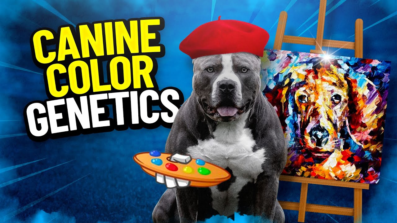 Champ Gio | Dog Coat Color Genetics Explained | Dog Color Genetics ...