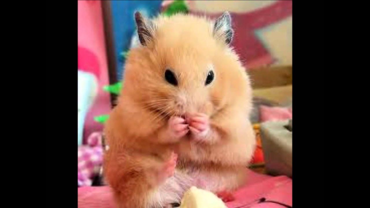 Hamsters Lindos.wmv - YouTube