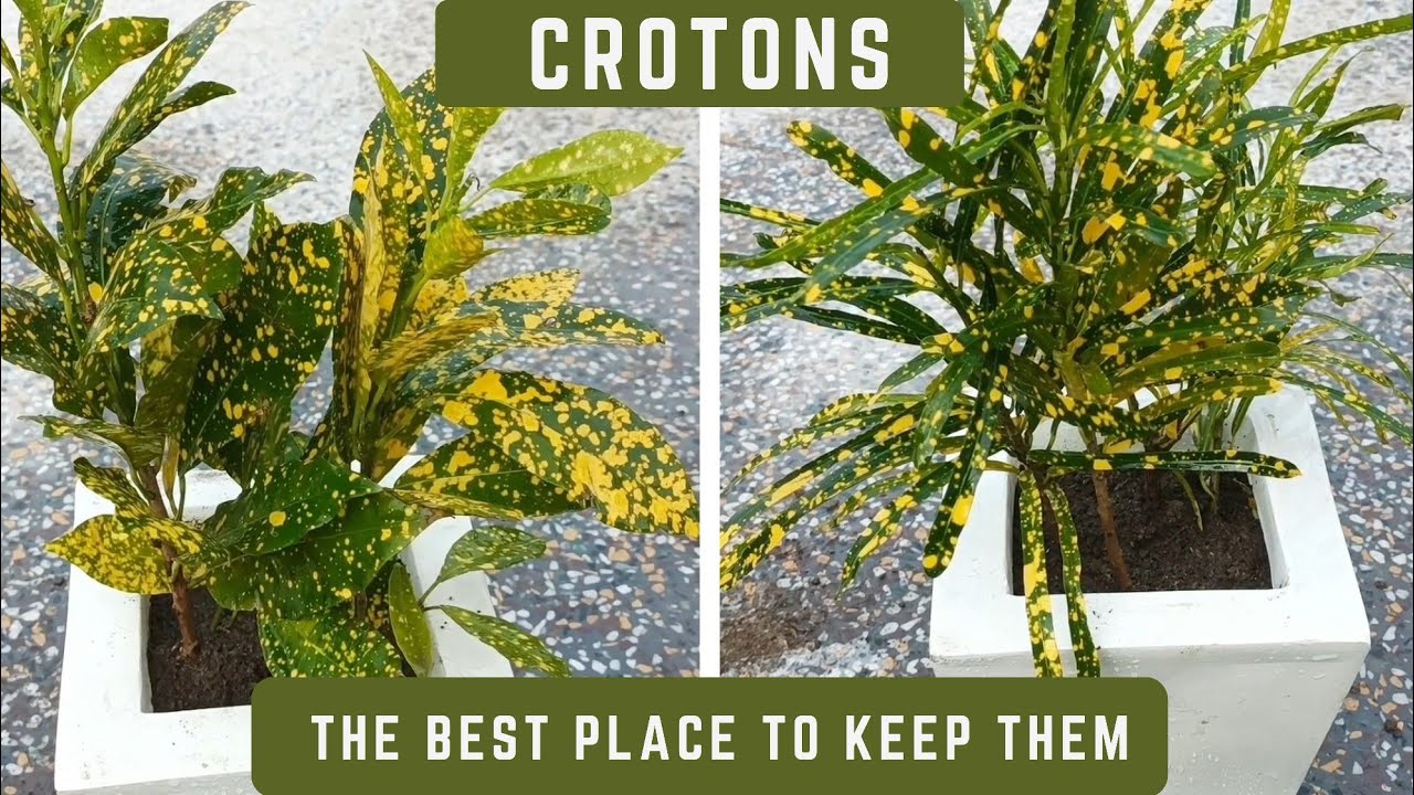 Planting Croton Plants | Where And How We Should Keep Them | Codiaeum ...