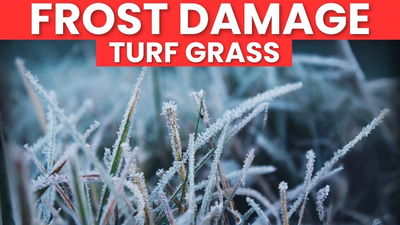 Frost damage to Turf Grass? It happens! - YouTube
