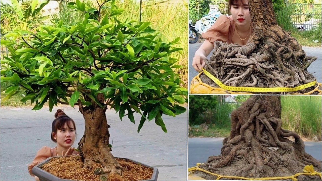 @Mai xù cúc thọ hương TP,mai tứ quý phoi GL 12/3/2023(zalo_0355 012 347 ...