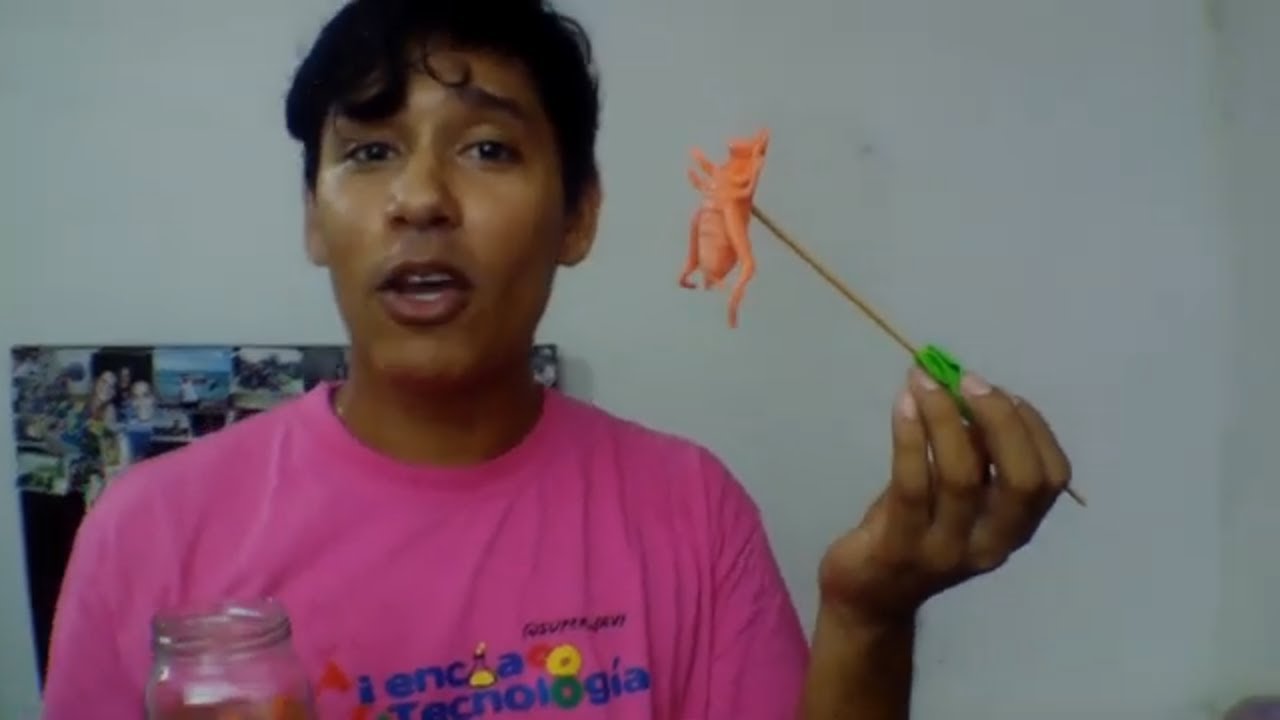 Construcción de un INSECTARIO 🐞🐝🐜🕸️🐛cuántos insectos hay Taller de ...