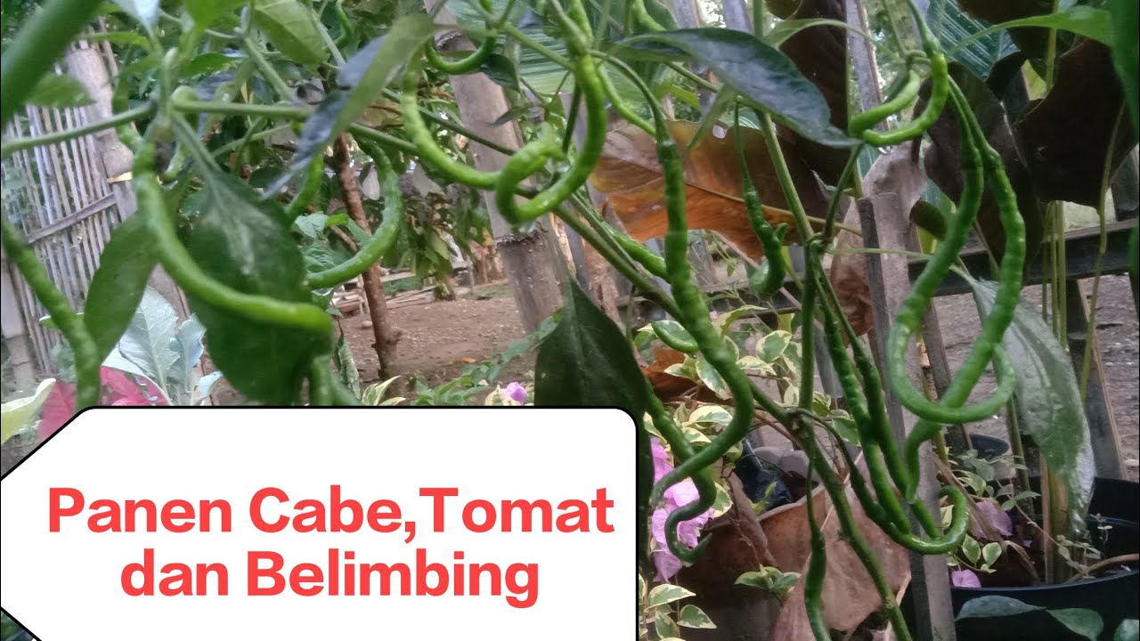 Panen Cabe,Tomat, dan Menjemur Belimbing Di Kebun Halaman 🏠 Buk Eka ...
