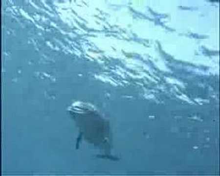 Noa dive with Dolphins