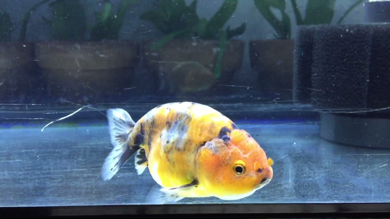 Ikan mas koki ranchu 671 - YouTube