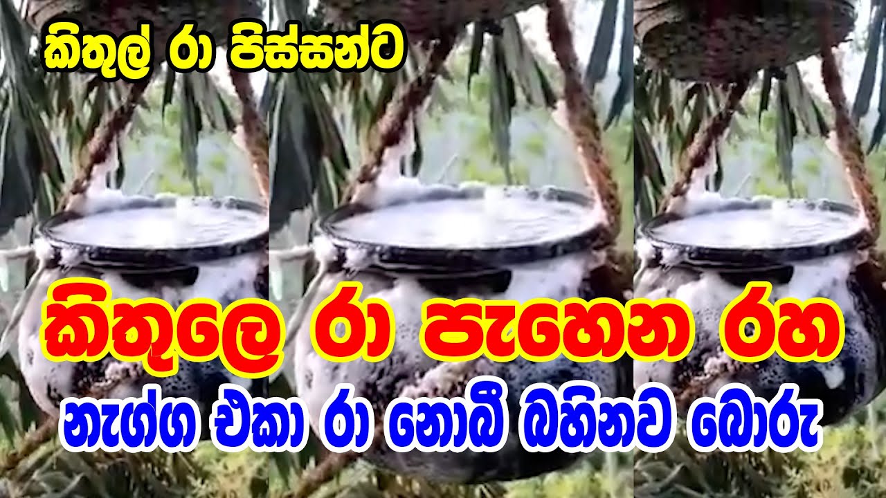 Kithul Ra | කිතුලෙ රා පැහෙන රහ නැග්ග එක රා නොබී බහිනව බොරු - YouTube