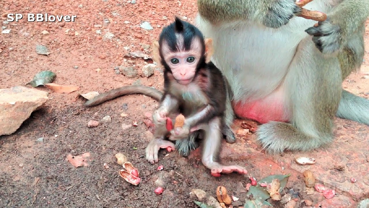 Emma And Grace Life 24 - Baby Monkey Love People Ipad - YouTube