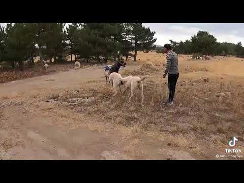 Orhun Topkaya ve psikopatın sevgisi