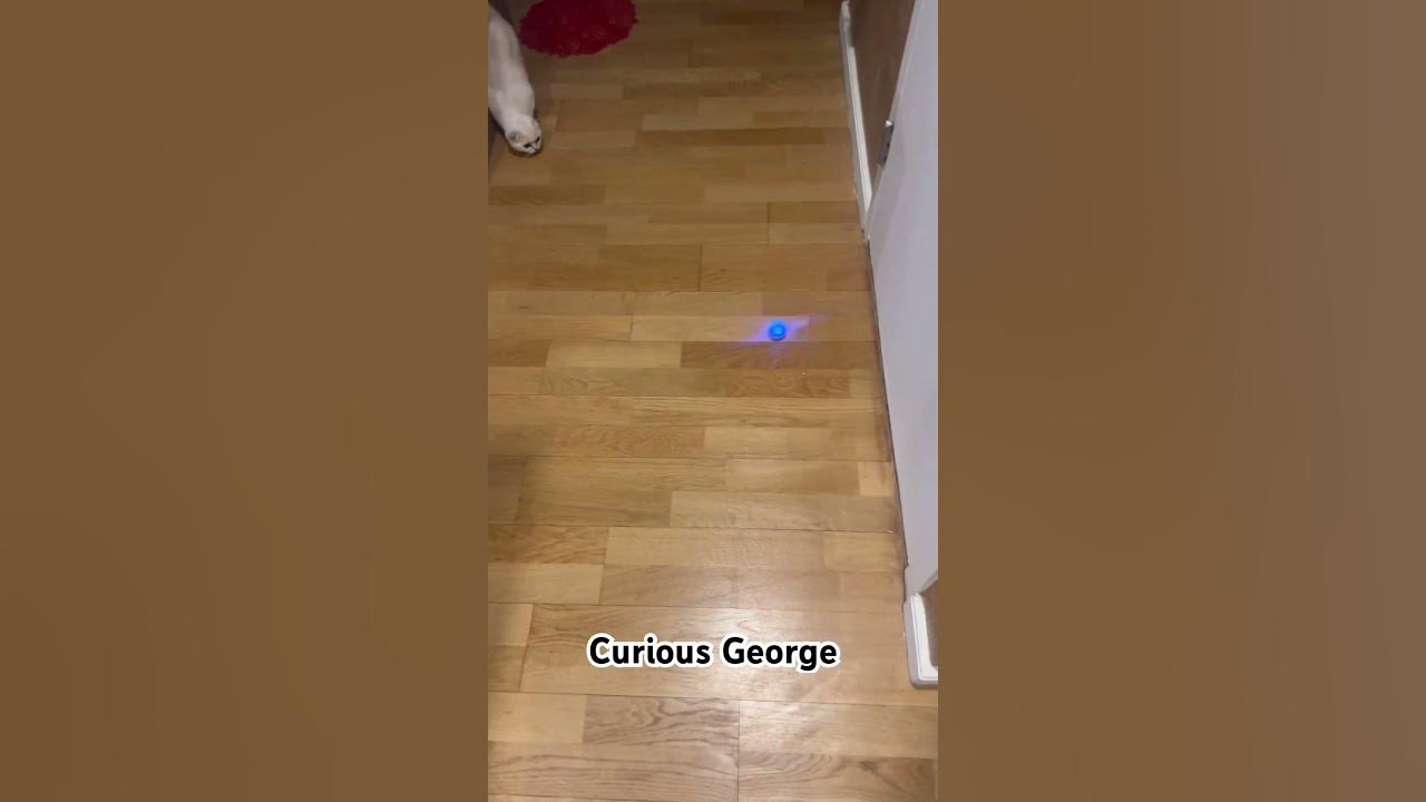 The Curious Cat Chronicles #curiouscat #kitten #curiositykilledthecat - YouTube