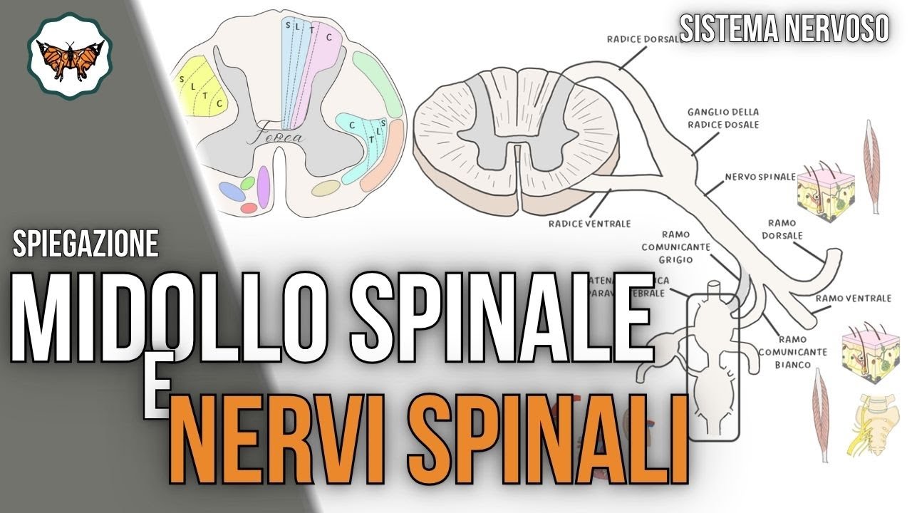 Midollo Spinale e Nervi Spinali | Anatomia, Struttura e Funzioni - YouTube