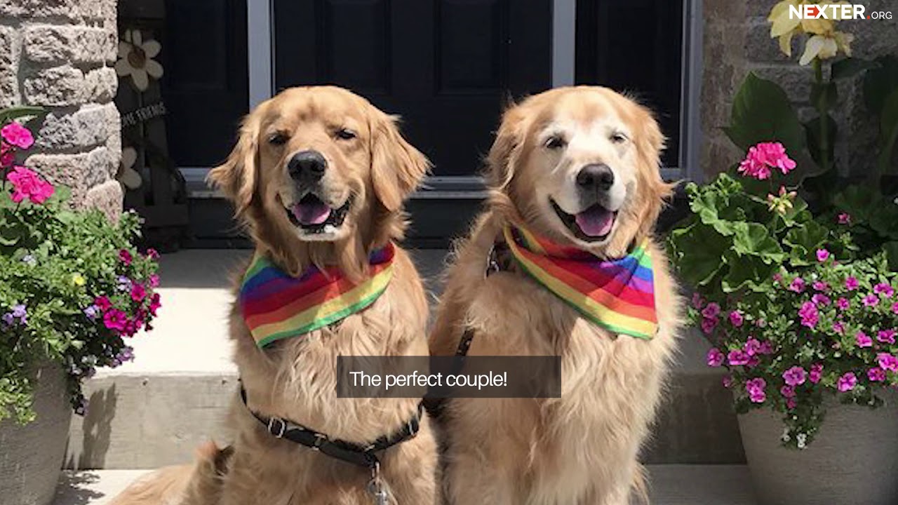 Rainbow pets: the most adorable photos of dogs around the world ...