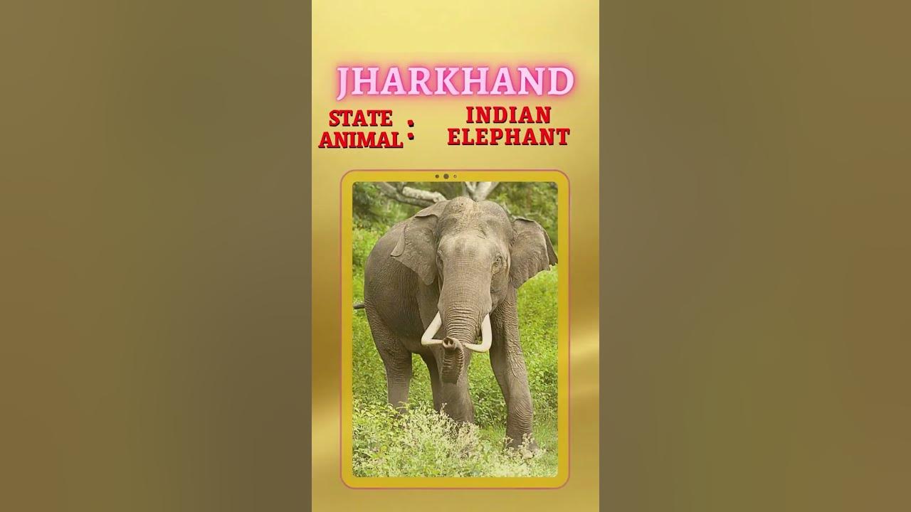 State Animal Of All Indian States state-animal-of-all-indian-states