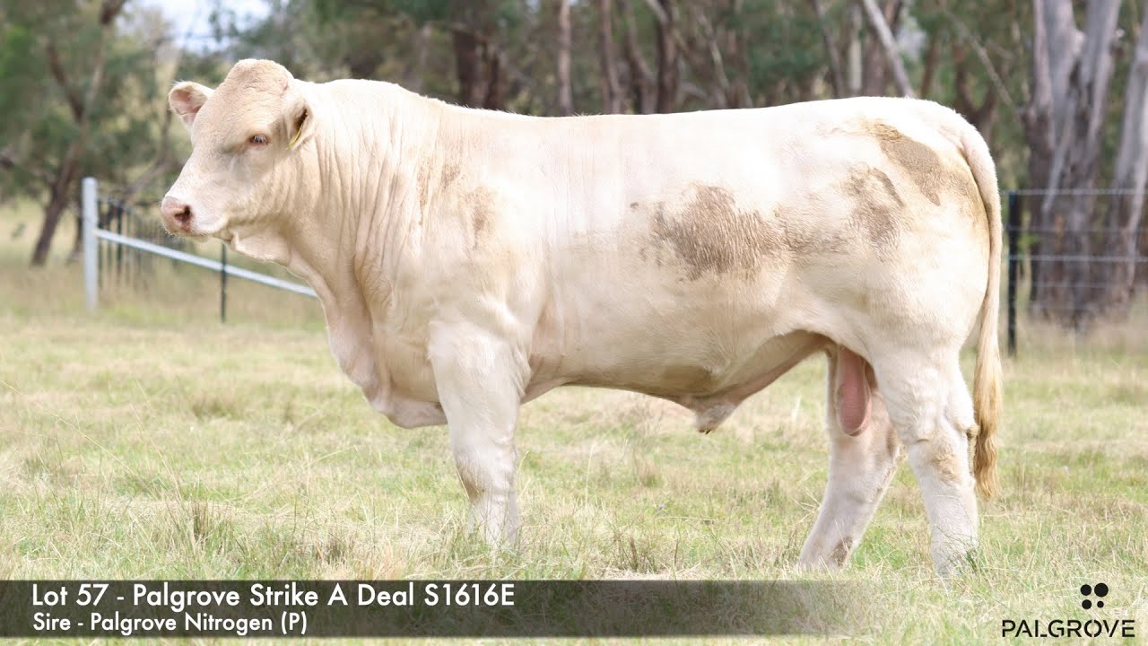 Lot 57 Palgrove Strike A Deal S1616E - YouTube