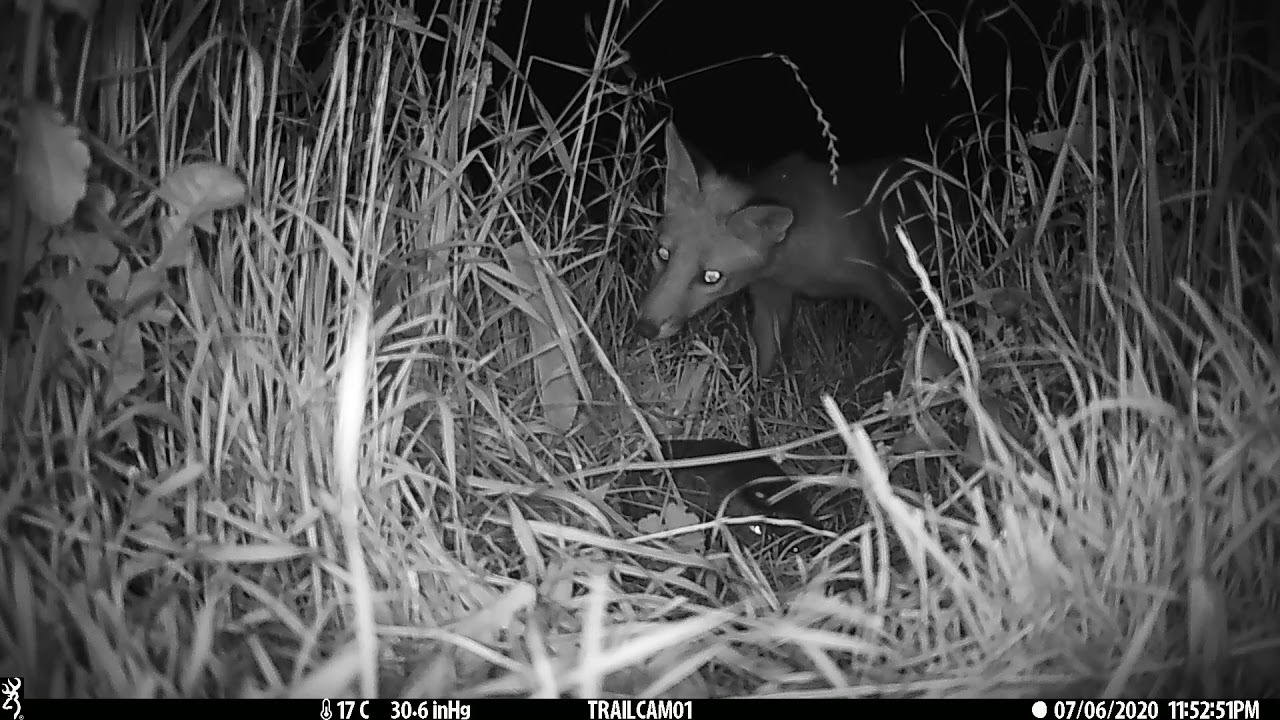 Night time Video filmed with the 2020 Browning Patriot Trail Camera ...