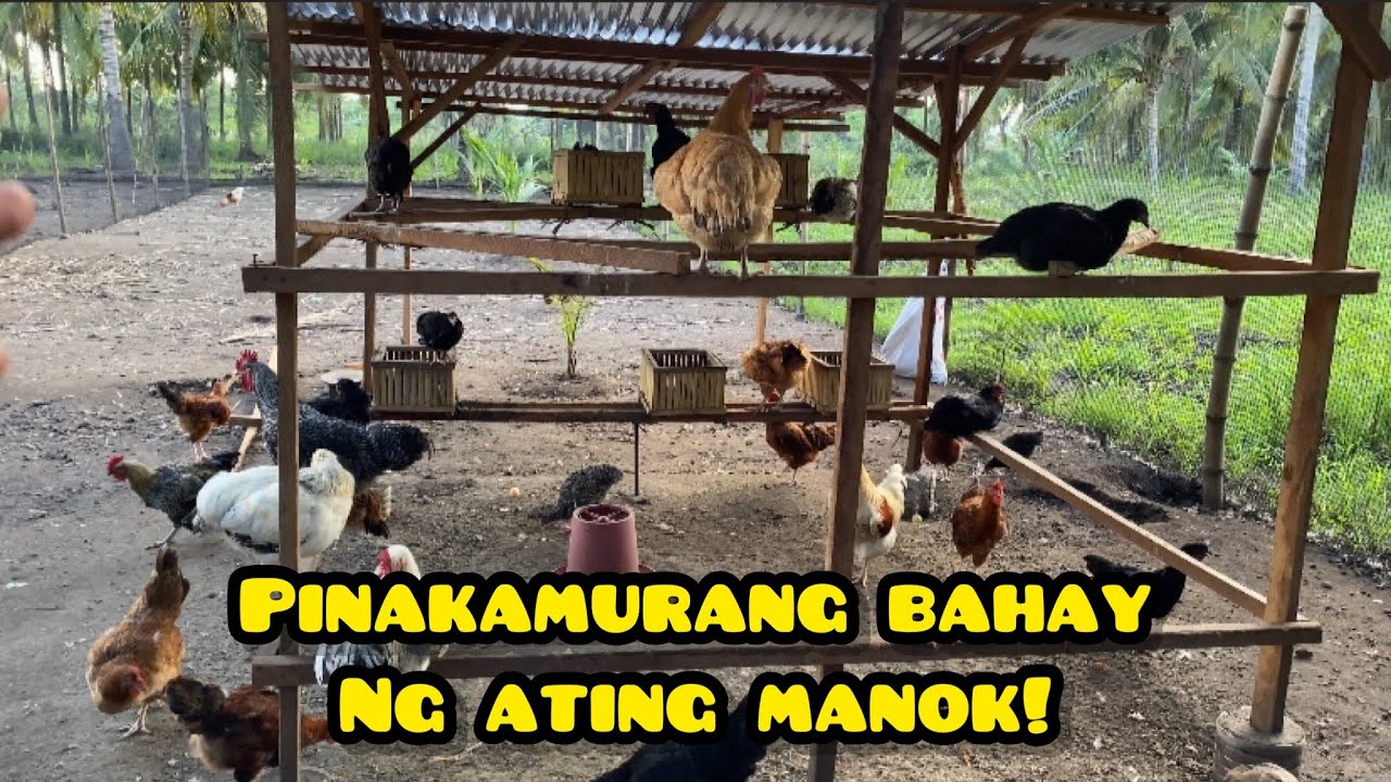 PINAKAMURANG PABAHAY PARA SA MGA MANOK NATIN! - YouTube