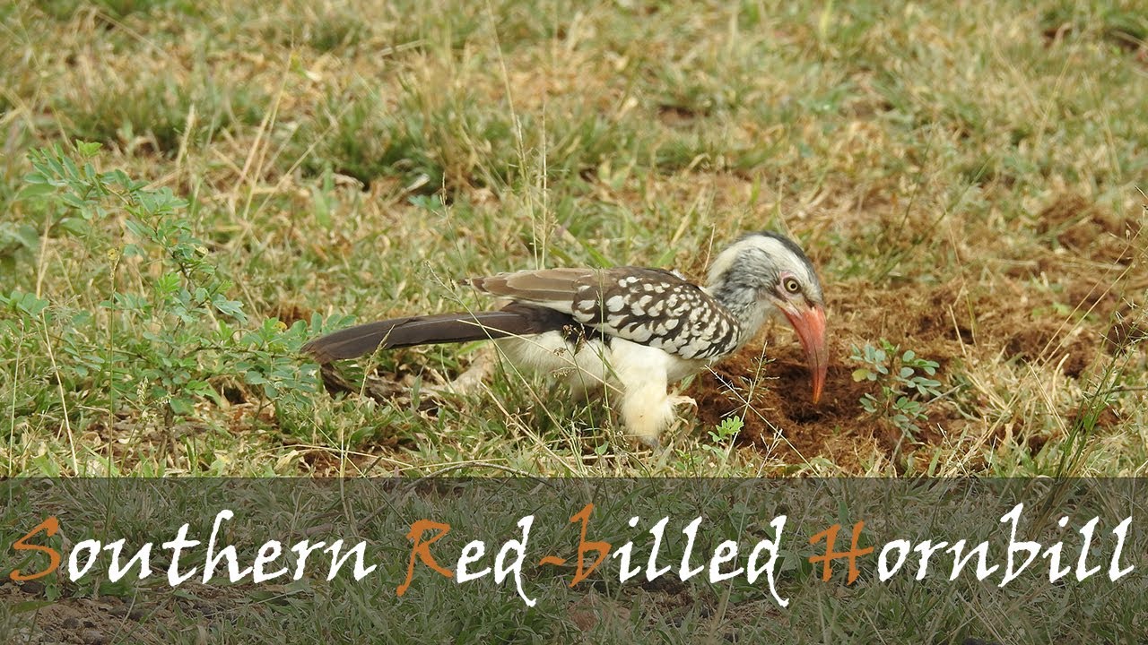 Southern Red-billed Hornbill (Tockus rufirostris) Bird Call Video ...